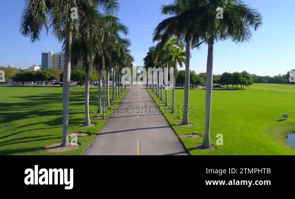 Palm row of palm trees Stock Videos & Footage - HD and 4K Video Clips ...