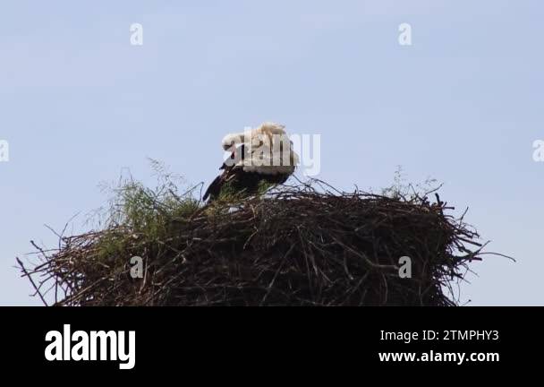 White stork nesting in big stork nest with young stork hatching and ...