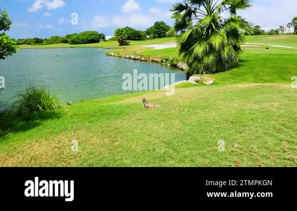 Aruba day gecko Stock Videos & Footage - HD and 4K Video Clips - Alamy