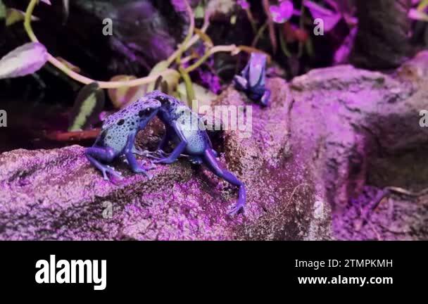 Blue light frog Stock Videos & Footage - HD and 4K Video Clips - Alamy