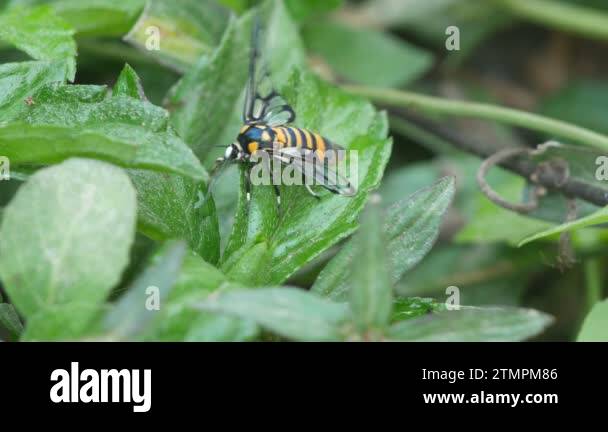 Wasp moth Stock Videos & Footage - HD and 4K Video Clips - Alamy