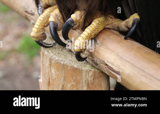 Talons eagle Stock Videos & Footage - HD and 4K Video Clips - Alamy