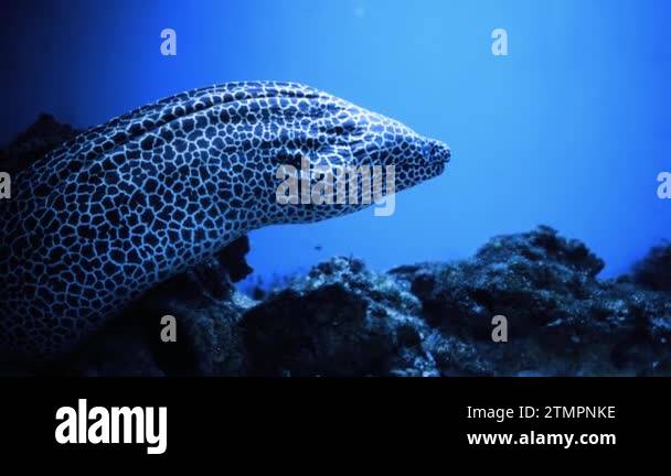 Close-up of a mediterranean moray eel swimming underwater in an ...