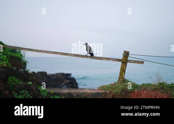 Raven island Stock Videos & Footage - HD and 4K Video Clips - Alamy