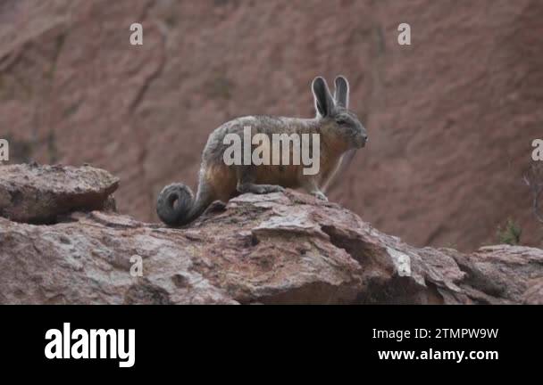 Viscacha, Lagidium viscacia, looking like a mix of rabbit and rat ...