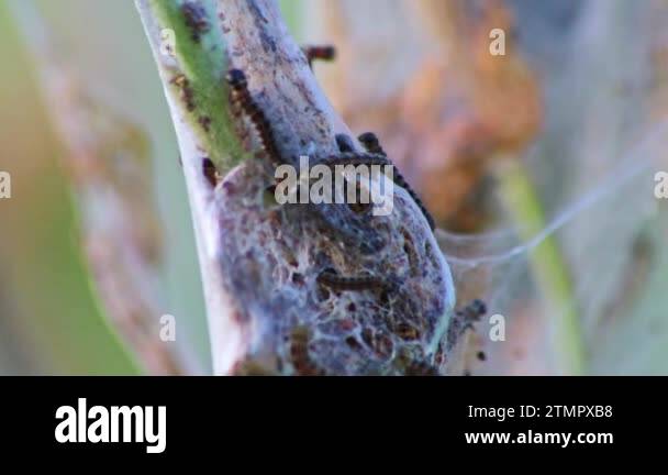Many spinning moth caterpillars as canker worms in silky cocoon infest ...