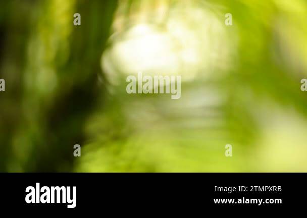 Jungle effect Stock Videos & Footage - HD and 4K Video Clips - Alamy