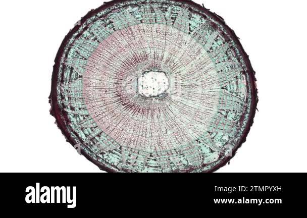 Take a look at cross section cut of plant stem - cells under a ...