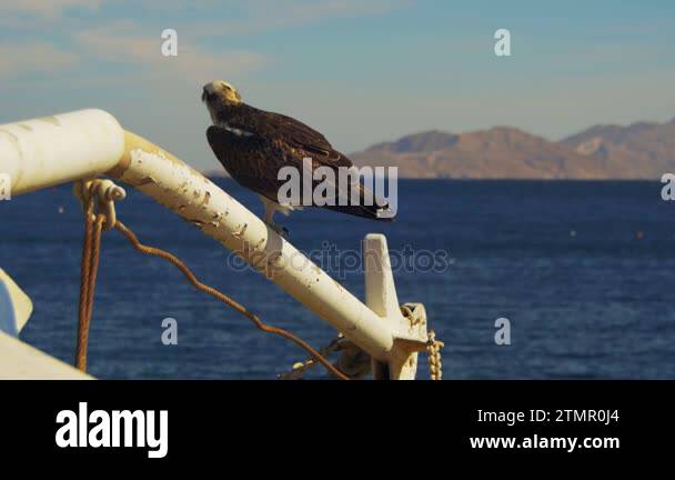 Marine Bird of Prey Osprey Sits on the Mast of the Ships Bow Against ...