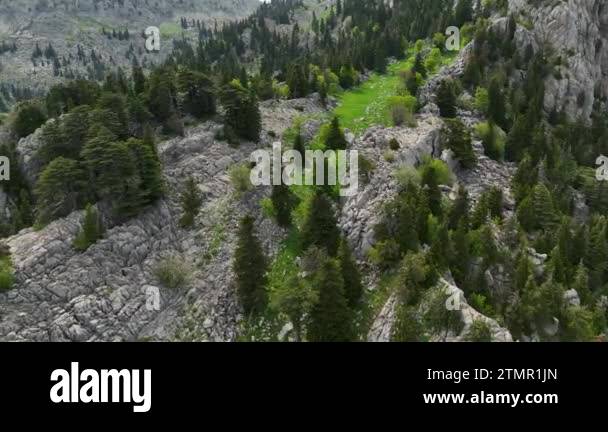 Marvel at the wonders of a majestic mountain forest as it embraces the ...