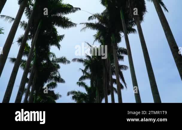 Column tall palm trees Stock Videos & Footage - HD and 4K Video Clips ...