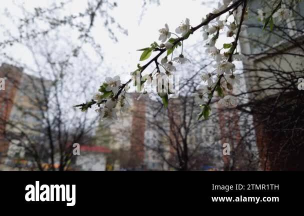Rain cherry trees Stock Videos & Footage - HD and 4K Video Clips - Alamy