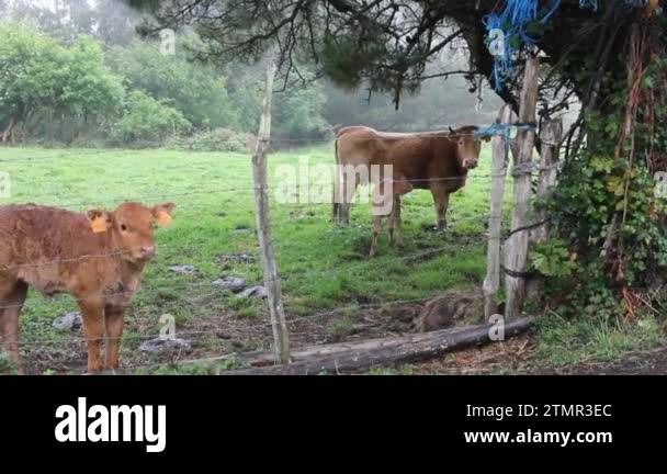 Family of cows Stock Videos & Footage - HD and 4K Video Clips - Alamy
