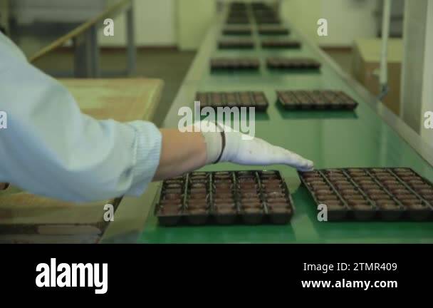 static close up shot of an employee arranging candies in packaging on a ...