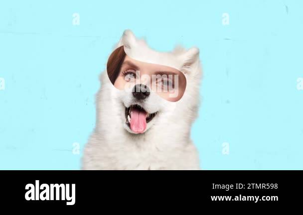 Beautiful, cute, little white dog with female eyes elements expressing ...