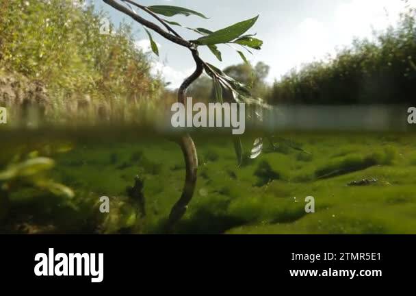 Snake cross section Stock Videos & Footage - HD and 4K Video Clips - Alamy