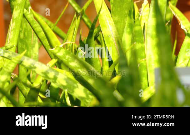 Sansevieria parva is flowering plant, native to Africa, Madagascar and ...