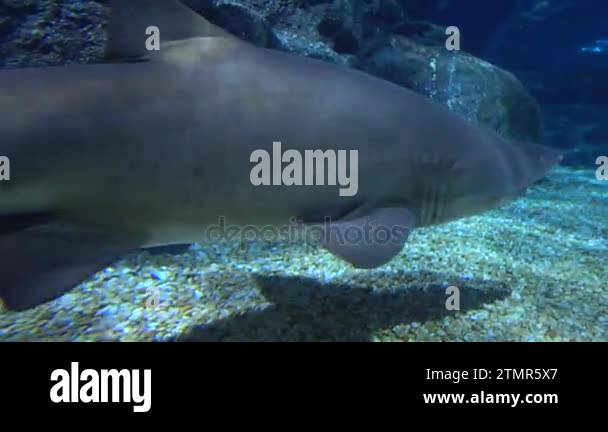 Shark side view silhouette Stock Videos & Footage - HD and 4K Video ...