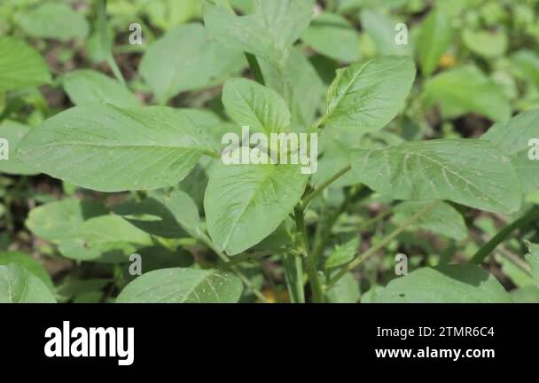 Fresh thorn spinach plants and fresh breeze. The plant species ...
