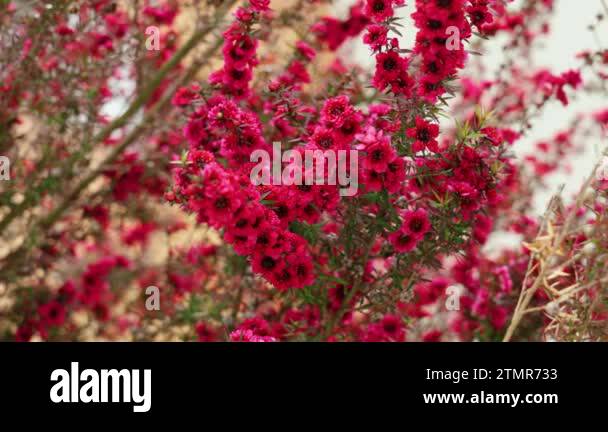 Manuka tree Stock Videos & Footage - HD and 4K Video Clips - Alamy