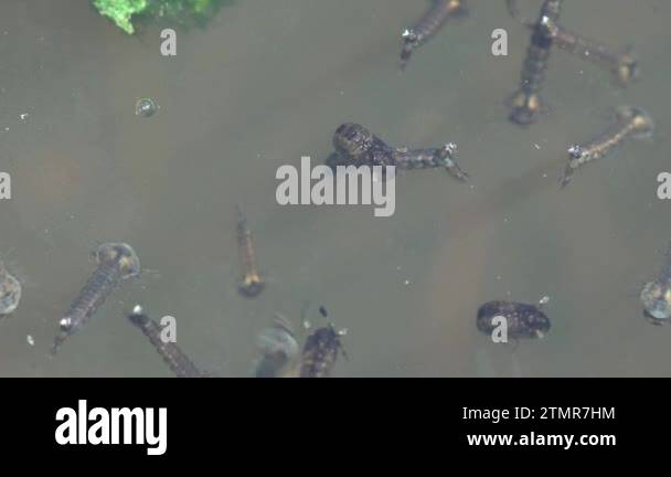 Mosquito larva slowly floats on surface of dark water of forest swamp ...