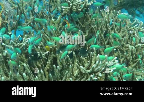 Thriving coral reef alive with marine life and shoals of fish, Bali ...