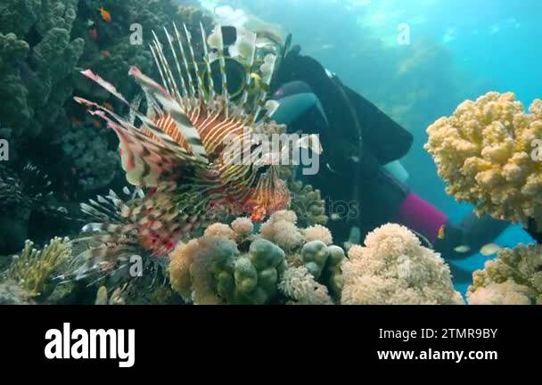 Graceful lionfish. Exciting scuba diving in the Red sea near Egypt ...