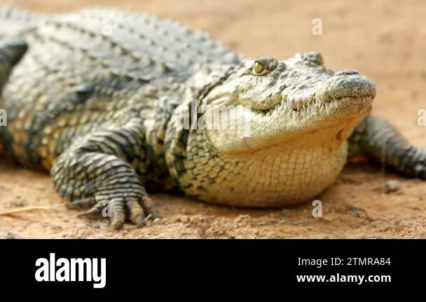 Crocodile lying in the sun breathing and waiting close-up Stock Video ...