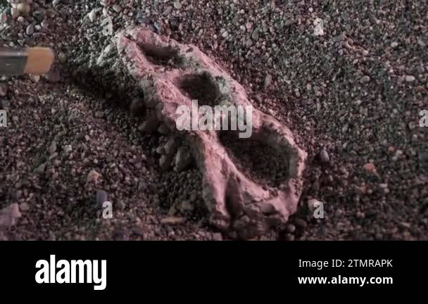 Paleontologist dinosaur excavation Stock Videos & Footage - HD and 4K ...