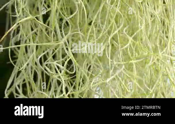 Spanish moss (Tillandsia usneoides) is flowering plant that often grows ...