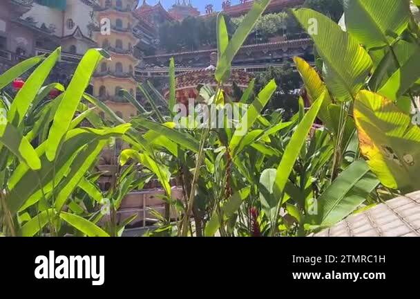 Temple grass Stock Videos & Footage - HD and 4K Video Clips - Alamy