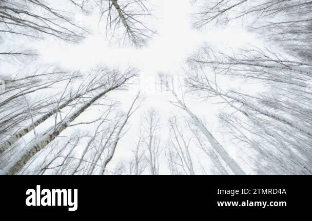 Forest fish eye lens Stock Videos & Footage - HD and 4K Video Clips - Alamy