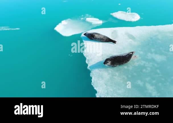 Fur Seals on the iceberg in Iceland. Mammal ocean animals in the wild ...