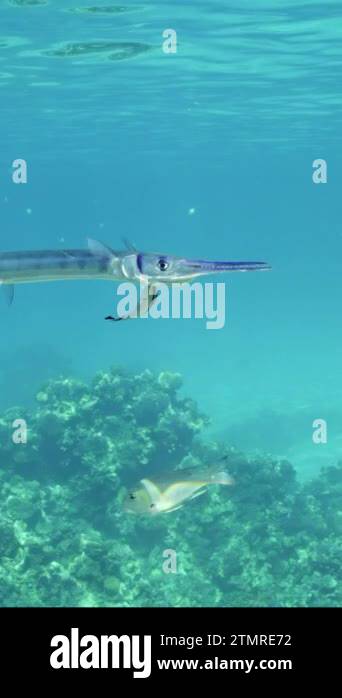 Vertical video, Close-up of Sea pike swims opening mouth at cleaning ...