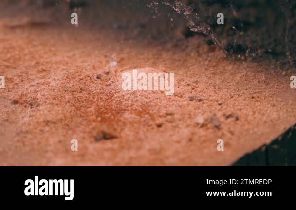 Wood eating insects Stock Videos & Footage - HD and 4K Video Clips - Alamy