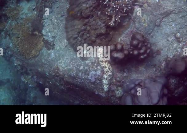 Sea cucumber habitat Stock Videos & Footage - HD and 4K Video Clips - Alamy