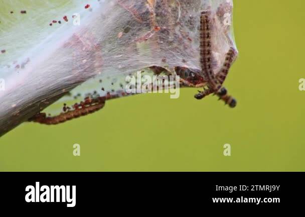 Many spinning moth caterpillars as canker worms in silky cocoon infest ...