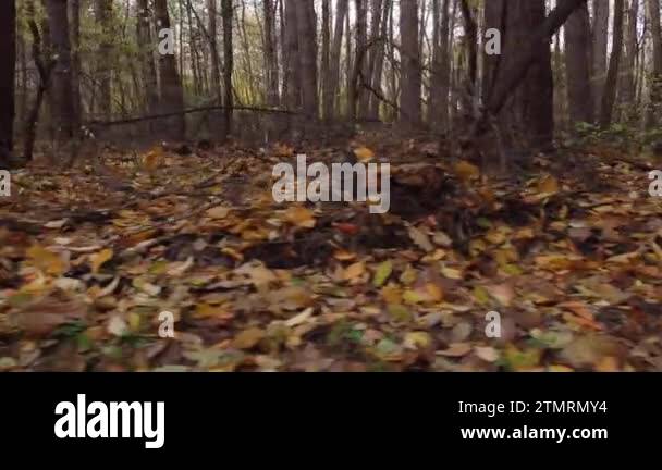 Drone footage of the lower part of a mixed forest in autumn. The frame ...