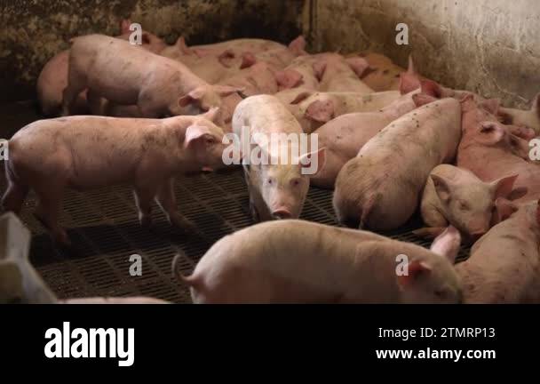 Inside pig farm Stock Videos & Footage - HD and 4K Video Clips - Alamy
