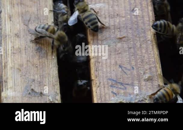 Honey bees on the home apiary. The technology breeding of honey bees Stock Video Footage - Alamy