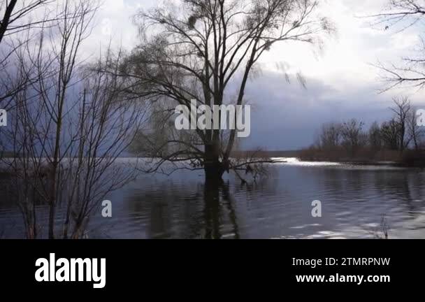 Flooded forest landscape with trees. Spring flood in the river. The ...
