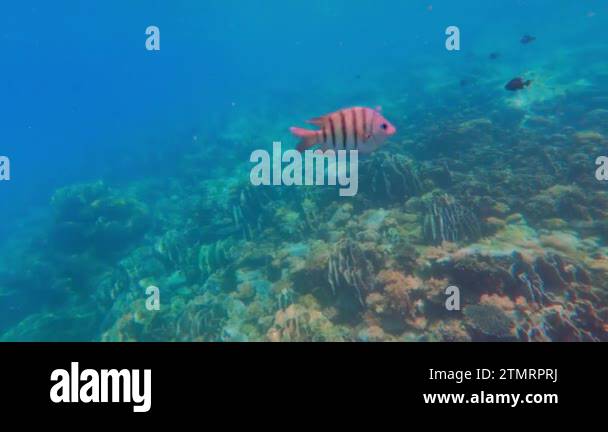 A lone sergeant major fish swimming near the coral reefs during daytime ...
