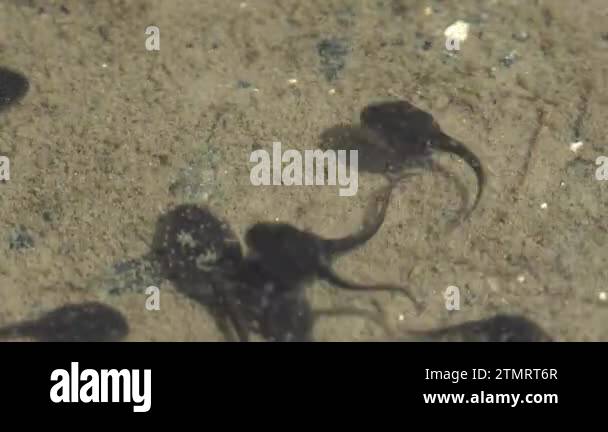 Tadpoles move chaotically underwater in forest swamp. Macro underwater ...