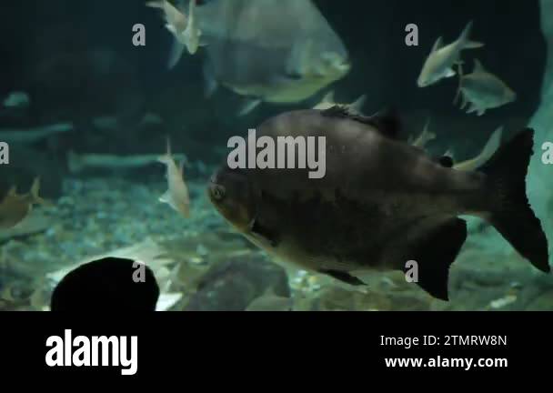 The tambaqui Colossoma macropomum , a freshwater species of serrasalmid ...