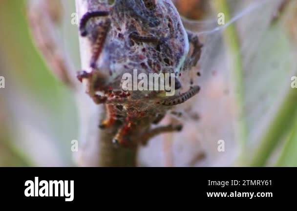 Many spinning moth caterpillars as canker worms in silky cocoon infest ...