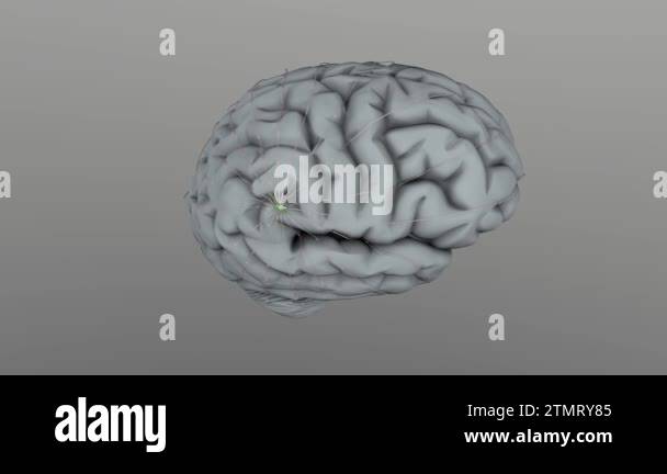 Neuralink brain Stock Videos & Footage - HD and 4K Video Clips - Alamy
