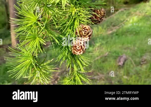 Larch trees tree larix decidua Stock Videos & Footage - HD and 4K Video ...