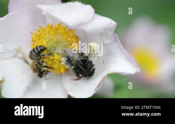 Bee spider Stock Videos & Footage - HD and 4K Video Clips - Alamy