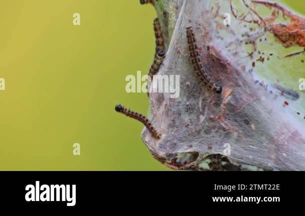 Many spinning moth caterpillars as canker worms in silky cocoon infest ...