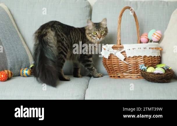 Tabby cat easter eggs Stock Videos & Footage - HD and 4K Video Clips ...
